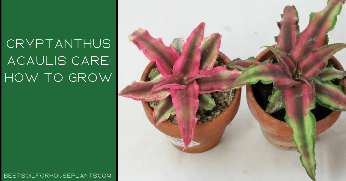 How To Care Cryptanthus Acaulis- 5+ Effective Tips, Advices