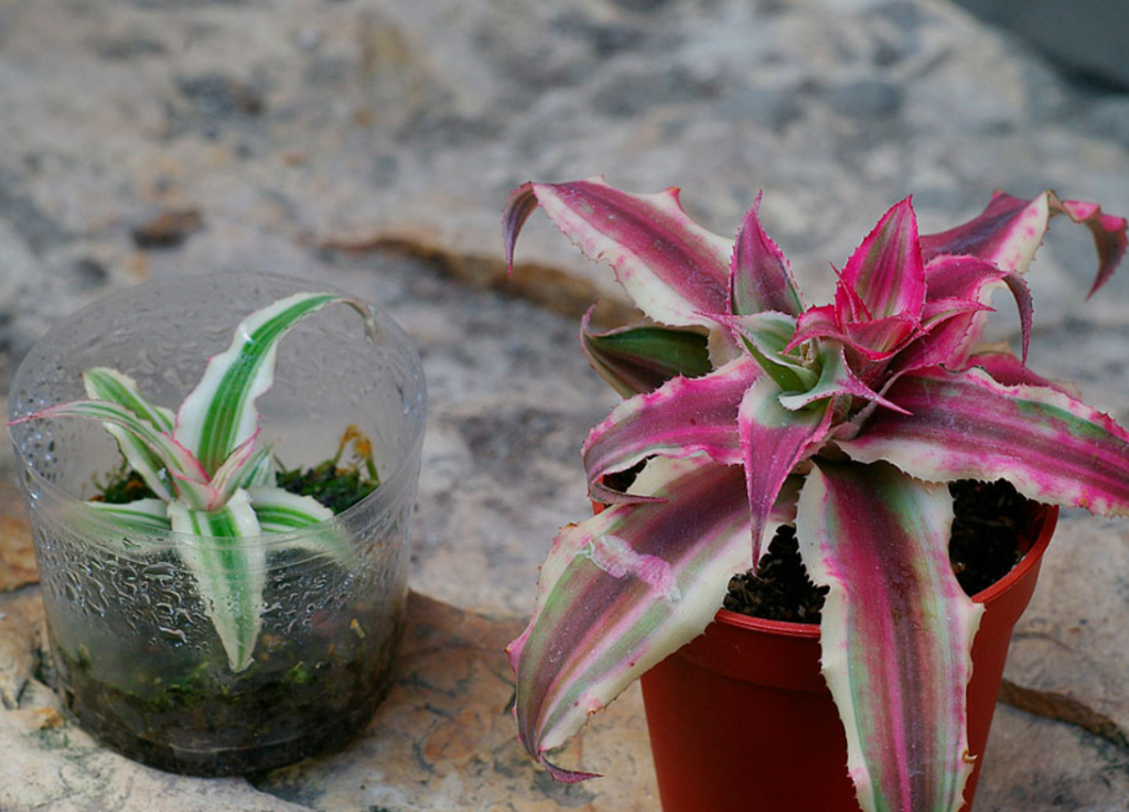 How To Care Cryptanthus Acaulis- 5+ Effective Tips, Advices
