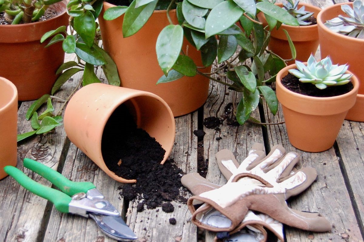 How To Repot String Of Hearts: Best Step By Step Guide 2022