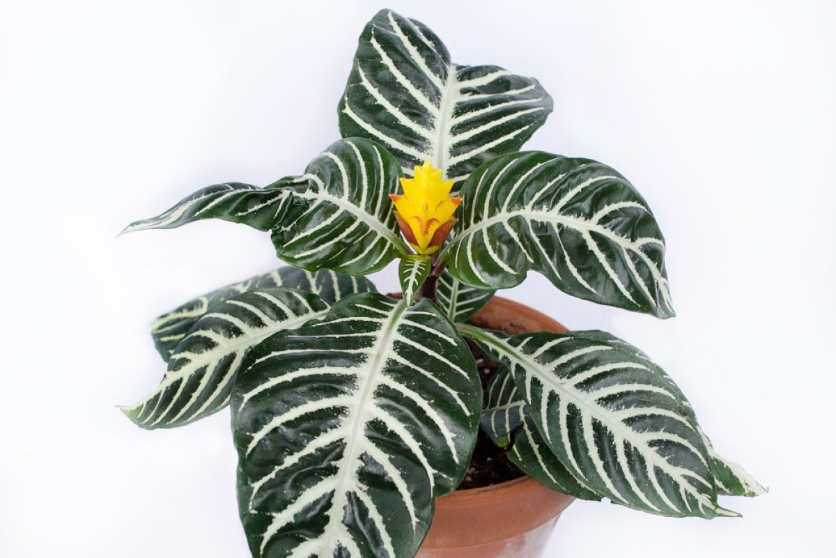 Zebra Plant Care: The Best Gardener's Guide From 2022