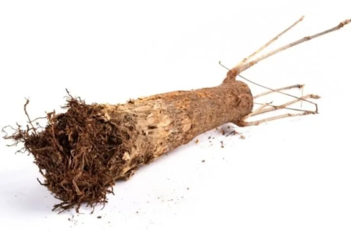 How To Revive Money Tree: The Best Step-by-step Guide 2022