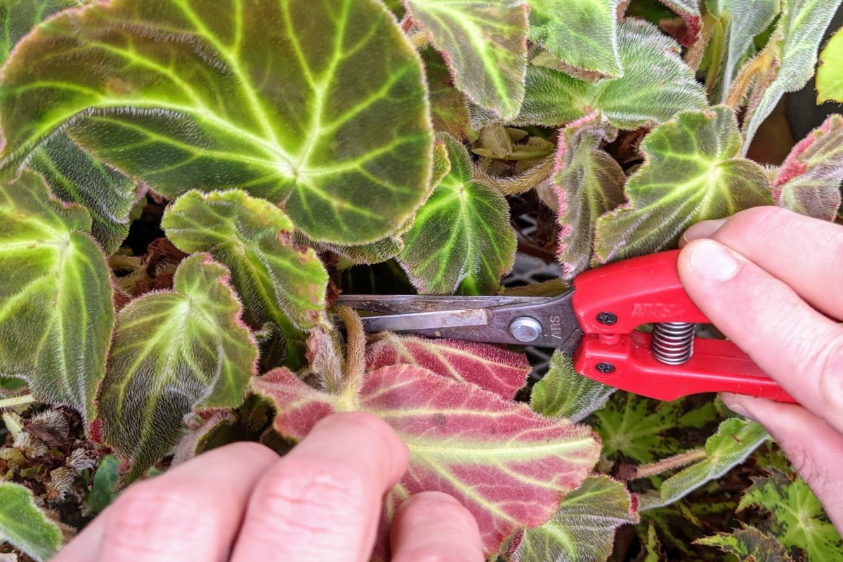 Rieger Begonia: Care & Growing Easy Guide Step By Step 2022