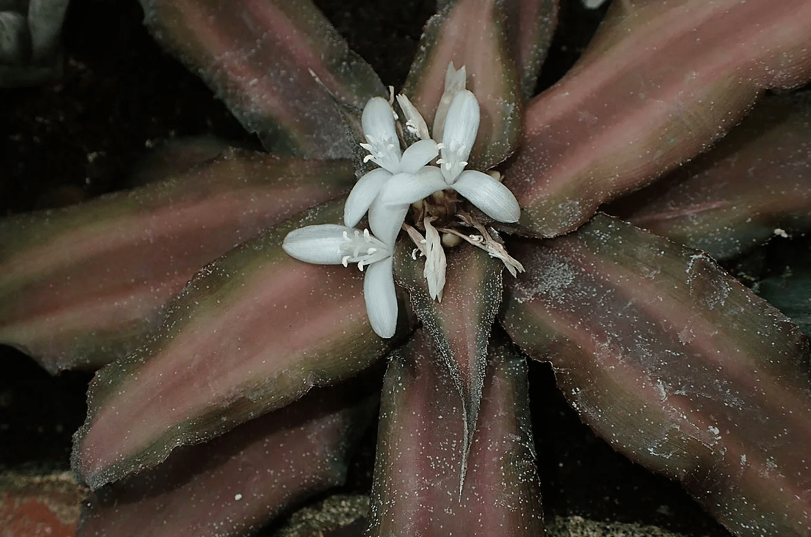 How To Care Cryptanthus Acaulis- 5+ Effective Tips, Advices