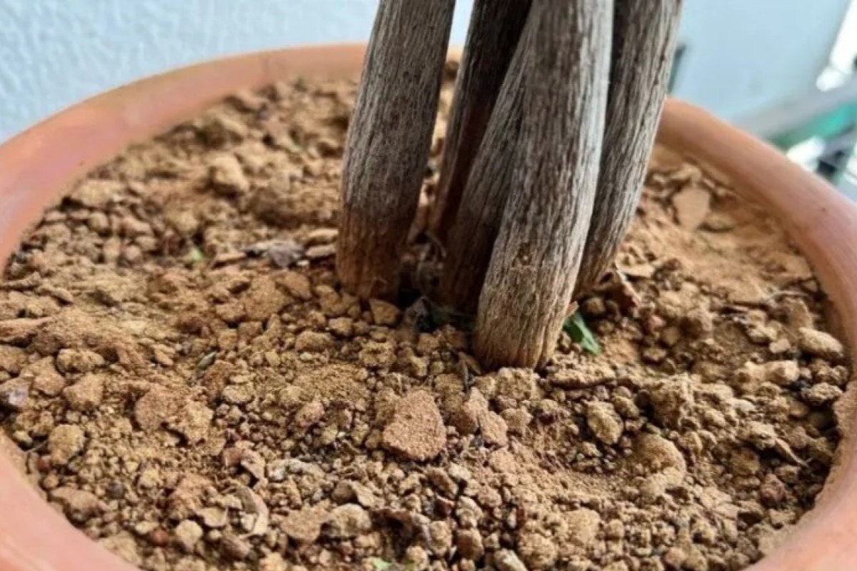 How To Revive Money Tree: The Best Step-by-step Guide 2022