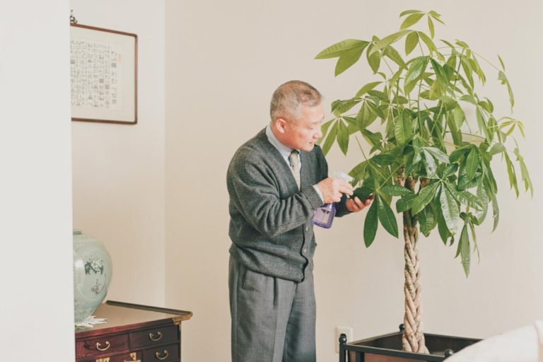 How To Revive Money Tree: The Best Step-by-step Guide 2022