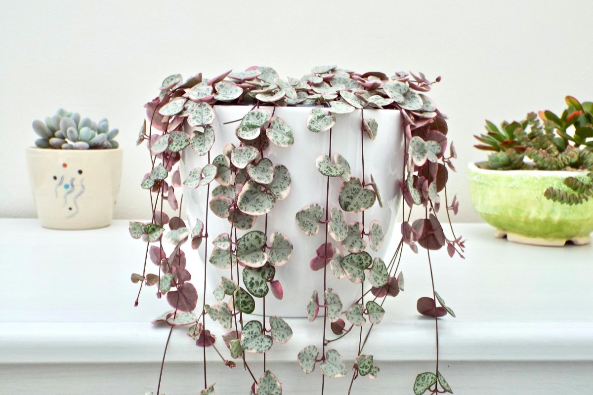 How To Repot String Of Hearts: Best Step By Step Guide 2022