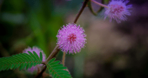 Mimosa Pudica Care - An Awesome Guide 2022 To Grow Mimosa