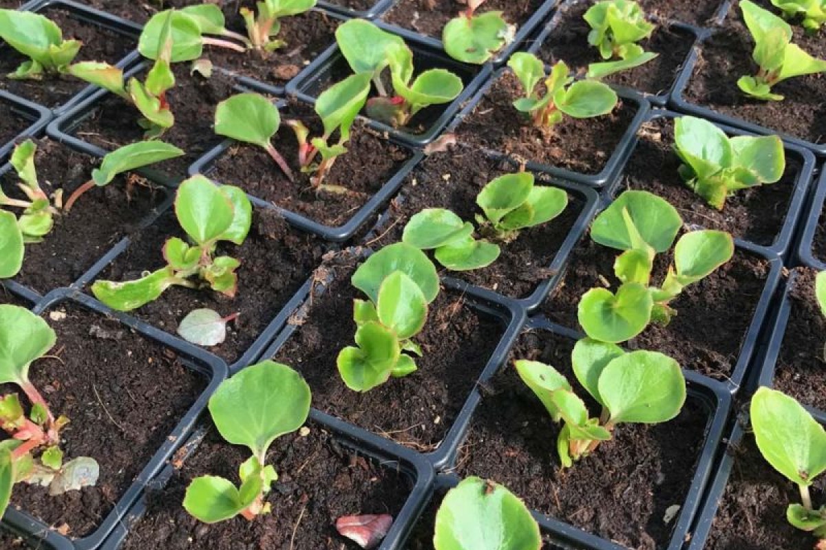 Rieger Begonia: Care & Growing Easy Guide Step By Step 2022