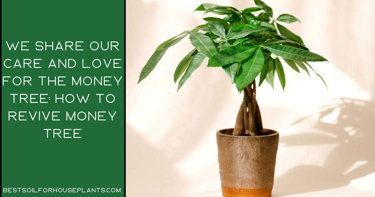 How Do I Revive A Money Tree at Jennifer Vidal blog