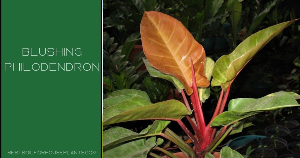 Blushing Philodendron: Top Basic Rules For Caring For Plant