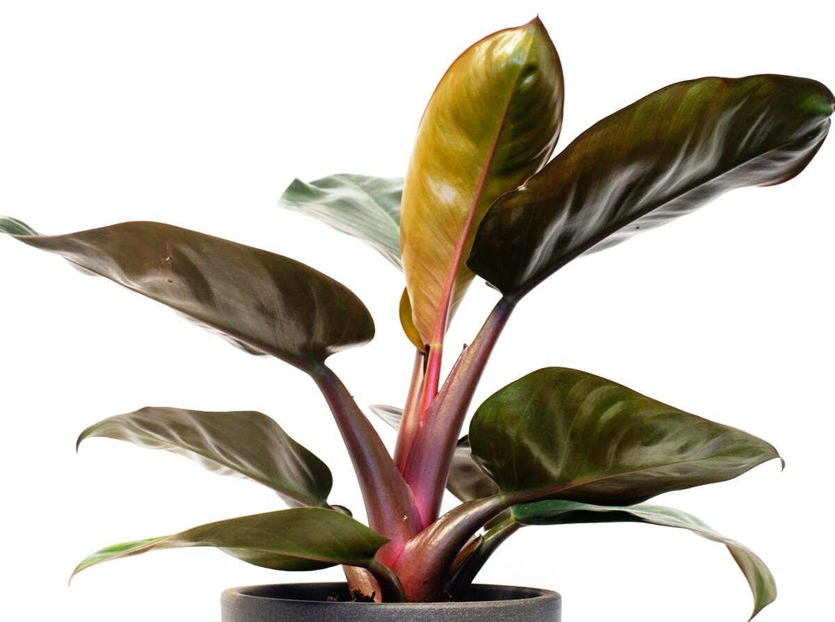 Blushing Philodendron: Top Basic Rules For Caring For Plant