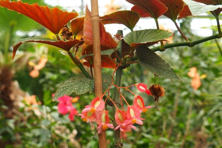 Begonia Corallina: The Best Guide For Florists From 2022