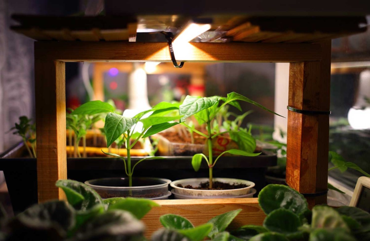 Best Full Spectrum Led Grow Lights Review. Fresh Information