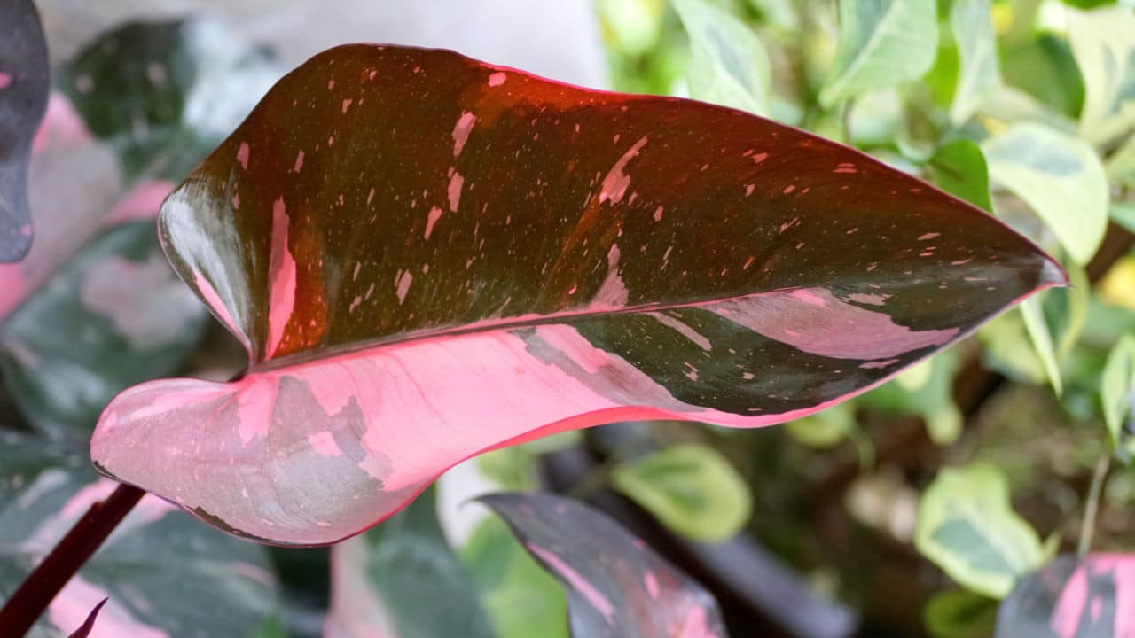 Blushing Philodendron: Top Basic Rules For Caring For Plant