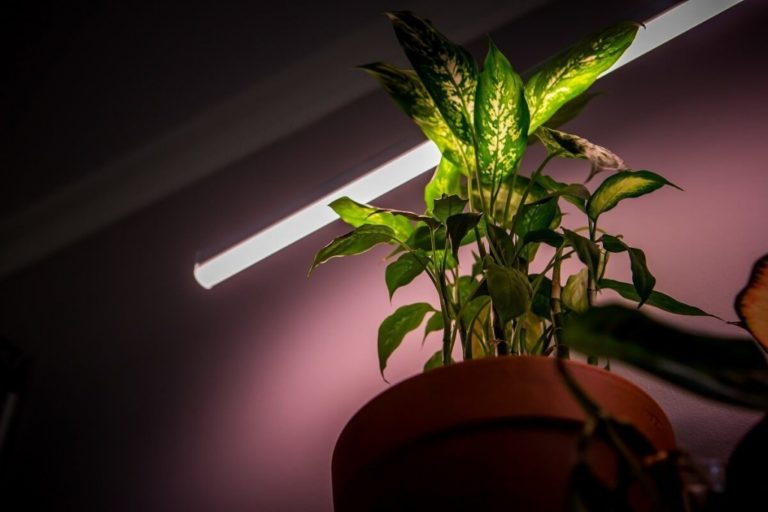 Blushing Philodendron: Top Basic Rules For Caring For Plant