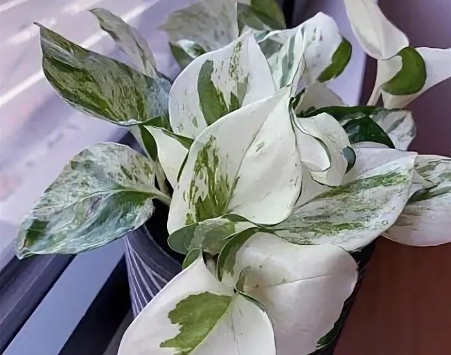 Lovely Plant Snow Queen Pothos - Overview Of The Plant