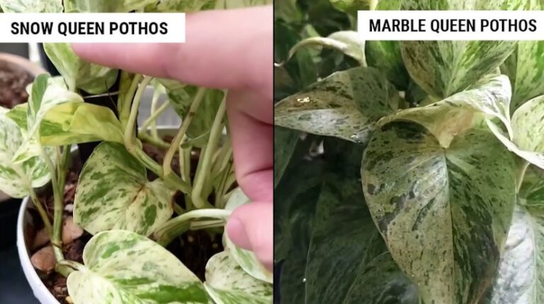 Lovely Plant Snow Queen Pothos - Overview Of The Plant