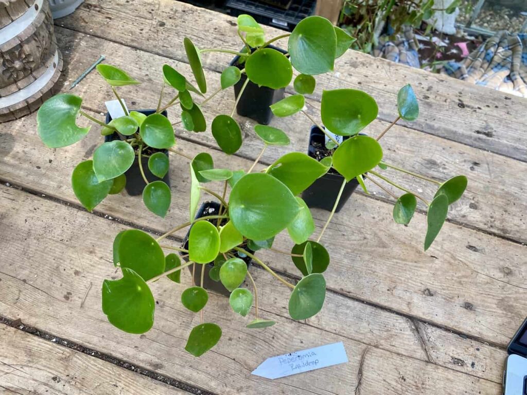 Peperomia Raindrop Care: Best Helpful Tips & Recommendation
