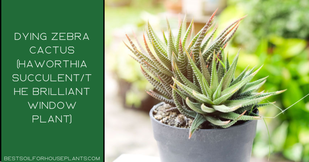 Dying Zebra Cactus: Important Care Tips & Recommendations