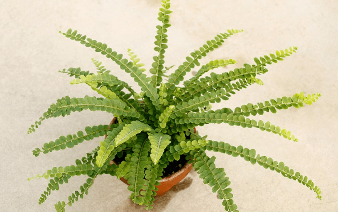 Lemon Button Fern Toxic: Best Interested In The Question