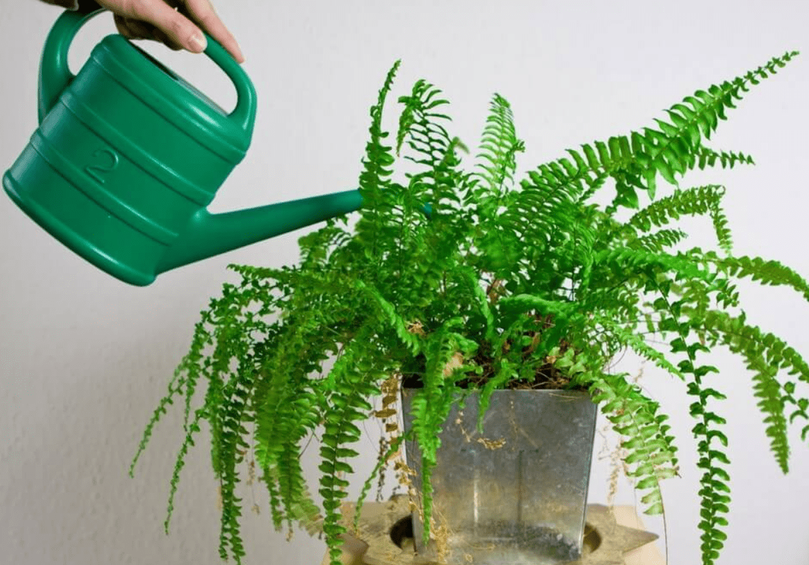 Lemon Button Fern Toxic: Best Interested In The Question