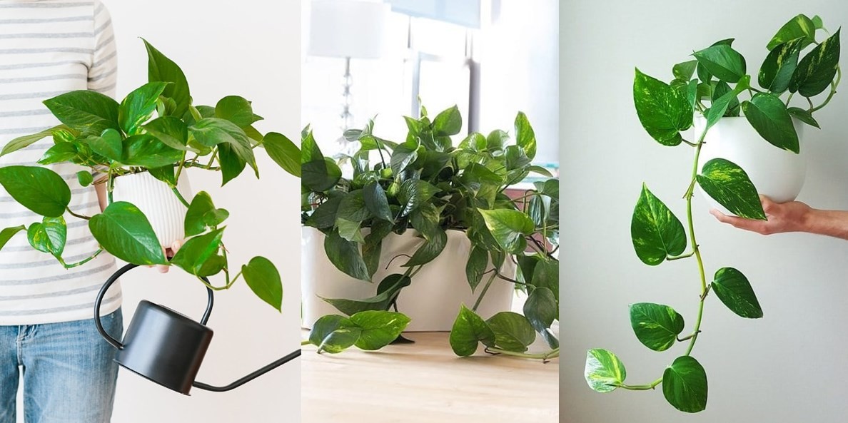 How To Make Pothos Grow Faster: Top A Piece Of Advice