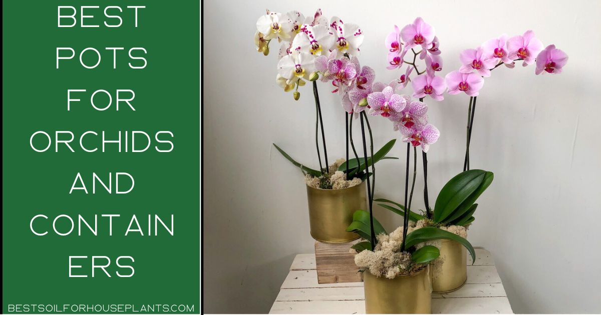 7 Best Pots For Orchids And Containers