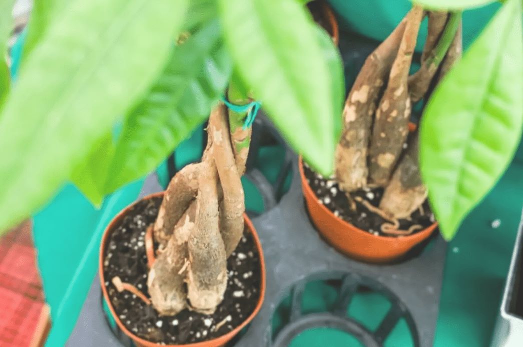 Money Tree Dying. What To Do? 4 Steps