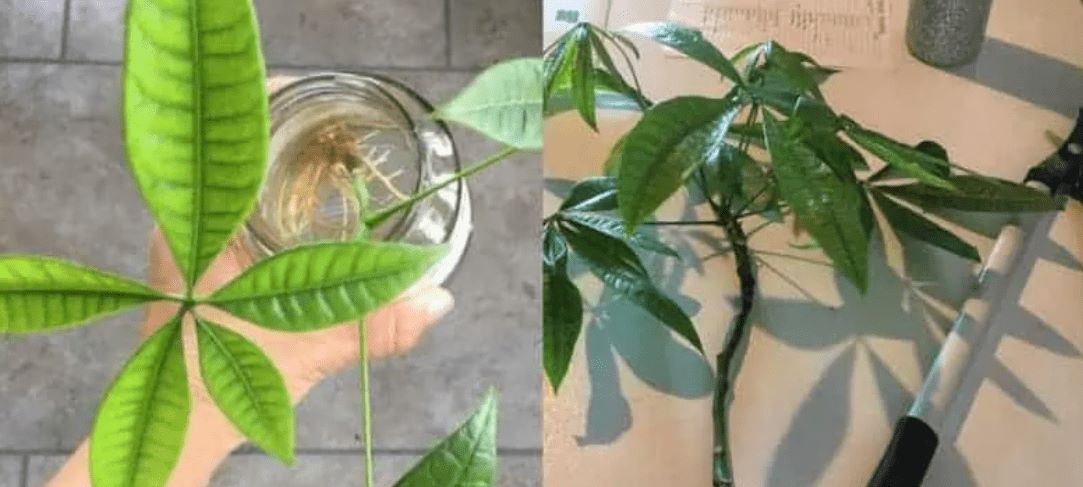 Money Tree Dying. What To Do? 4 Steps