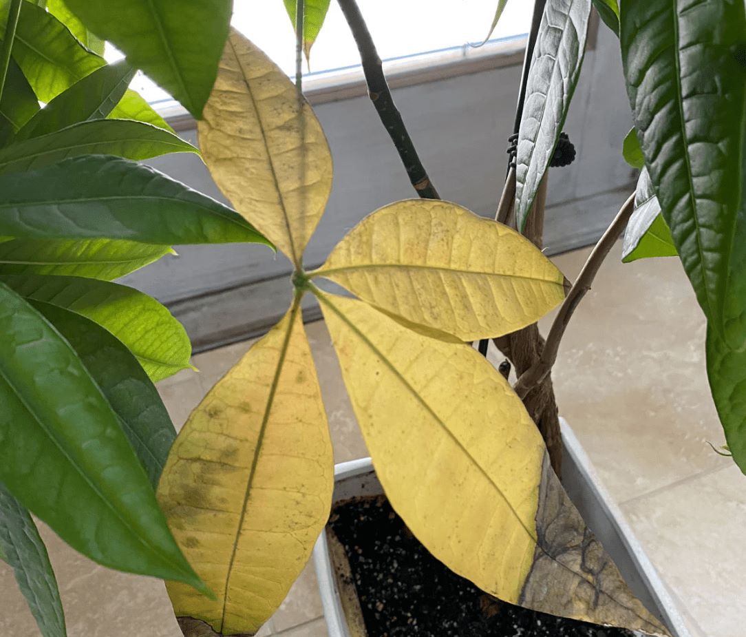 Money Tree Dying. What To Do? 4 Steps