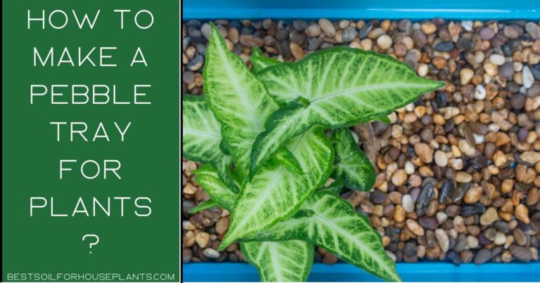 How To Make A Pebble Tray For Plants