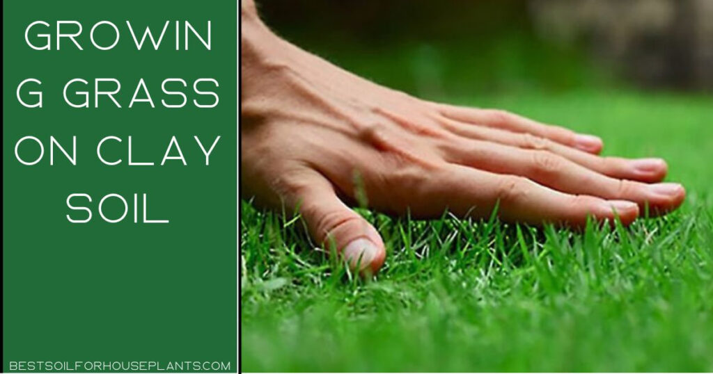 Growing Grass On Clay Soil